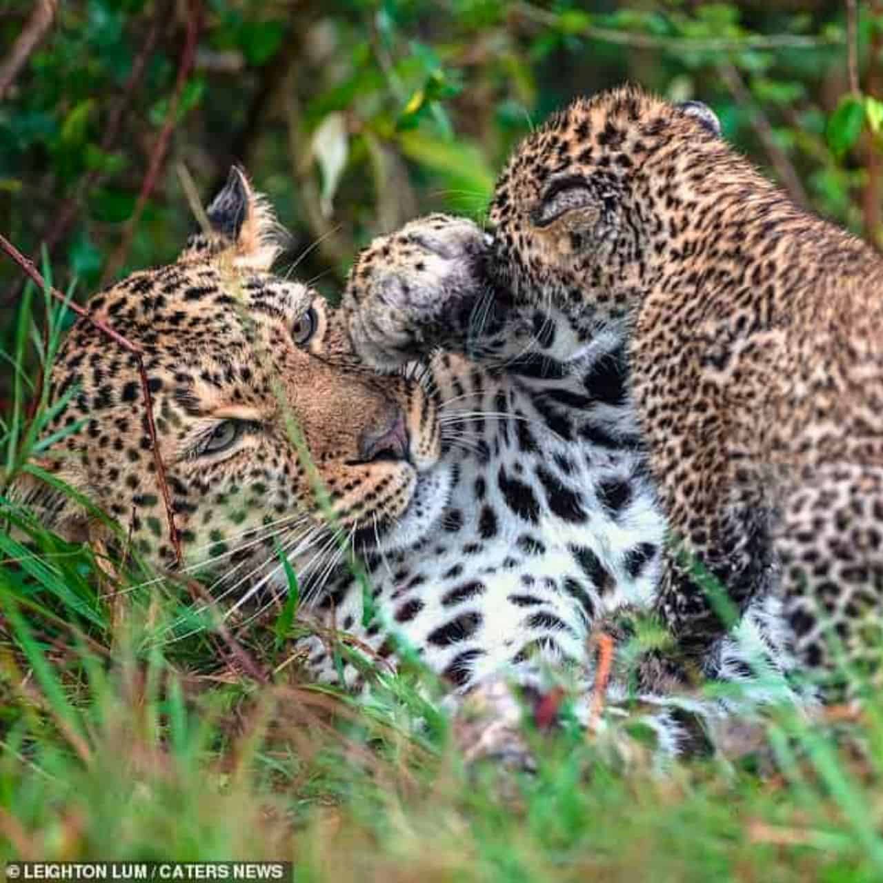 A Heartwarming Encounter: Mother Leopard and Her Playful Cub