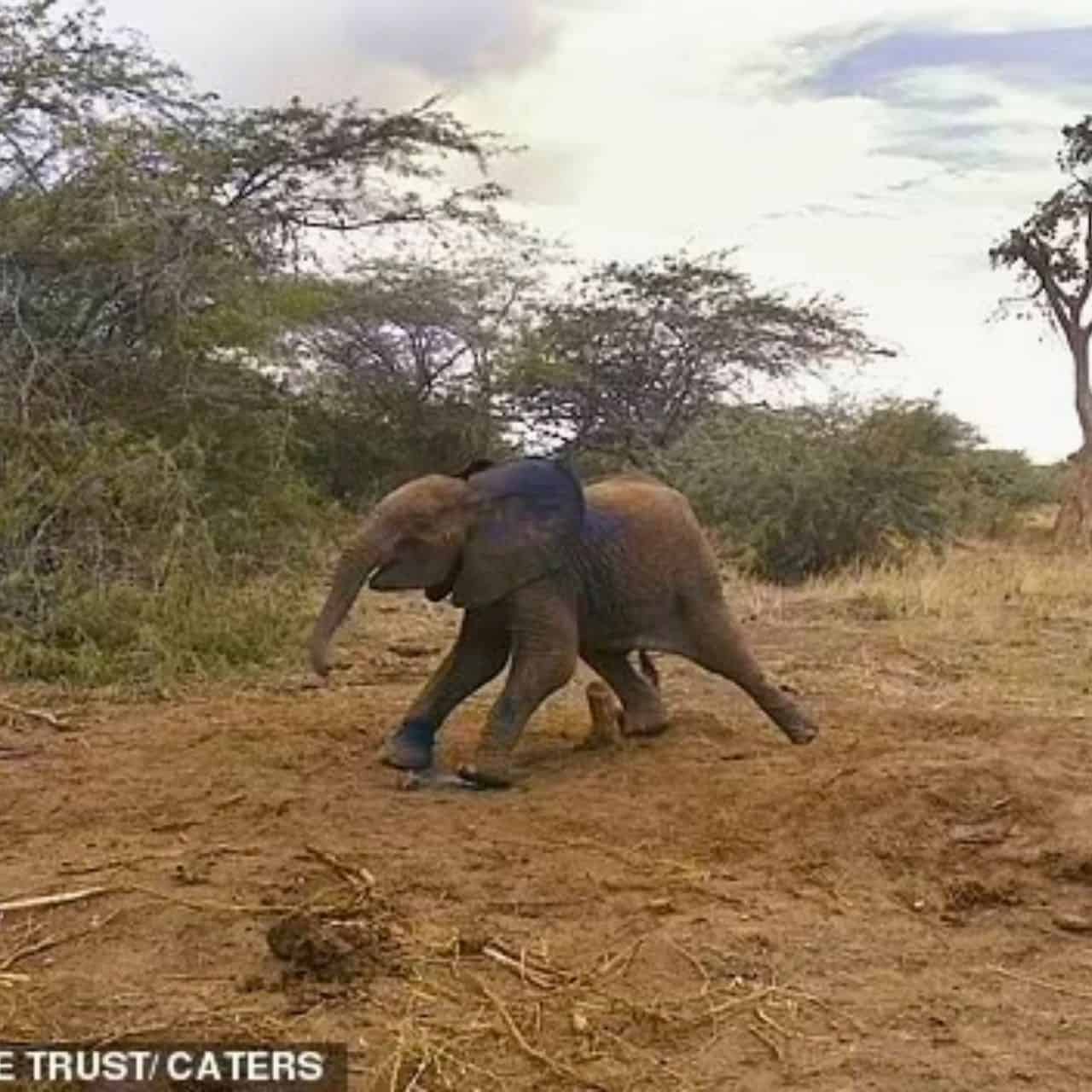 [Video] Heartwarming Rescue of a Baby Elephant in Kenya