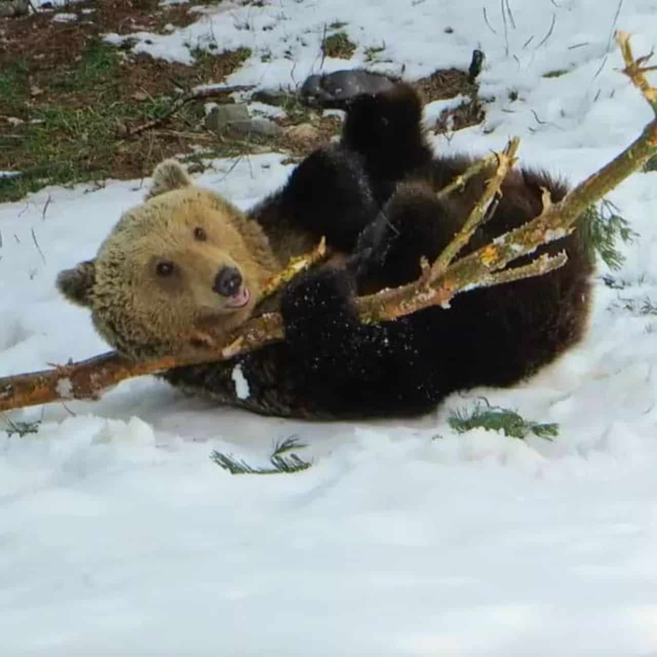 [Video] Riku the Bear: From Captivity to Playful Freedom