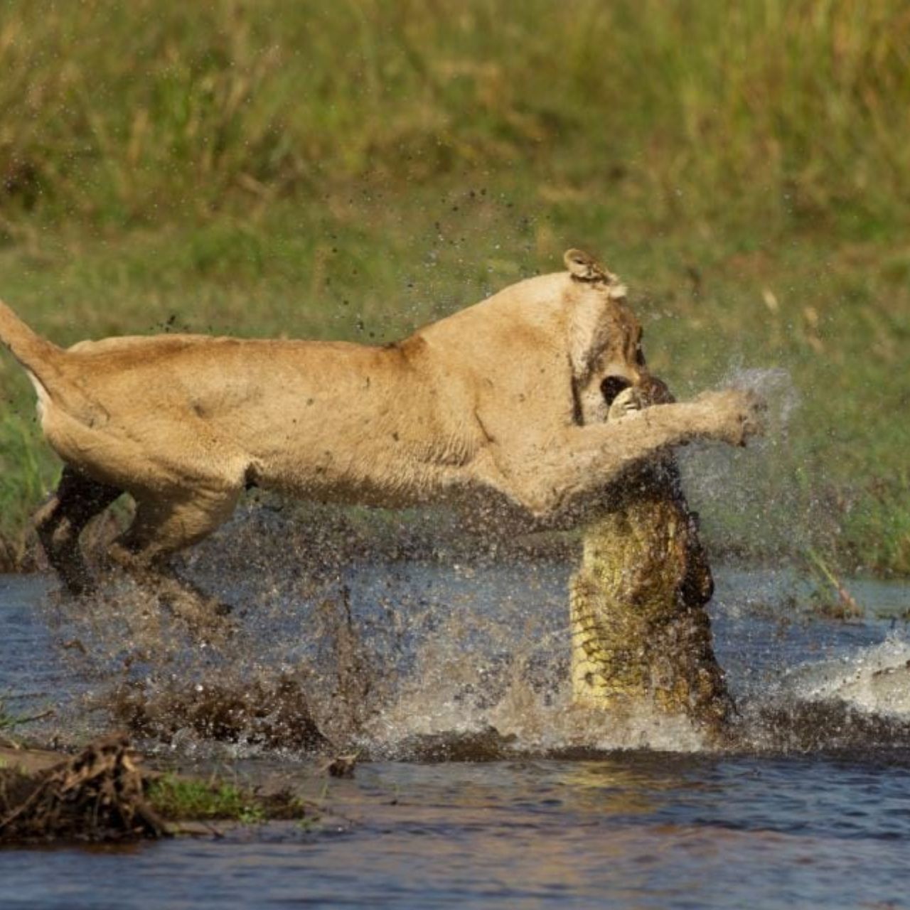 Courage in the Wild: A Lioness Defends Her Family from a Crocodile