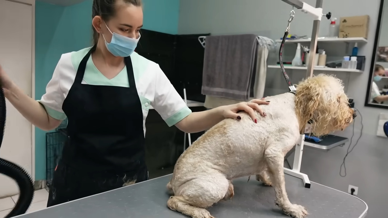 From Neglect to Renewal: The Transformative Journey of a Groomed Dog