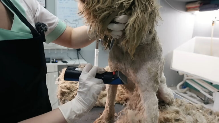 From Neglect to Renewal: The Transformative Journey of a Groomed Dog