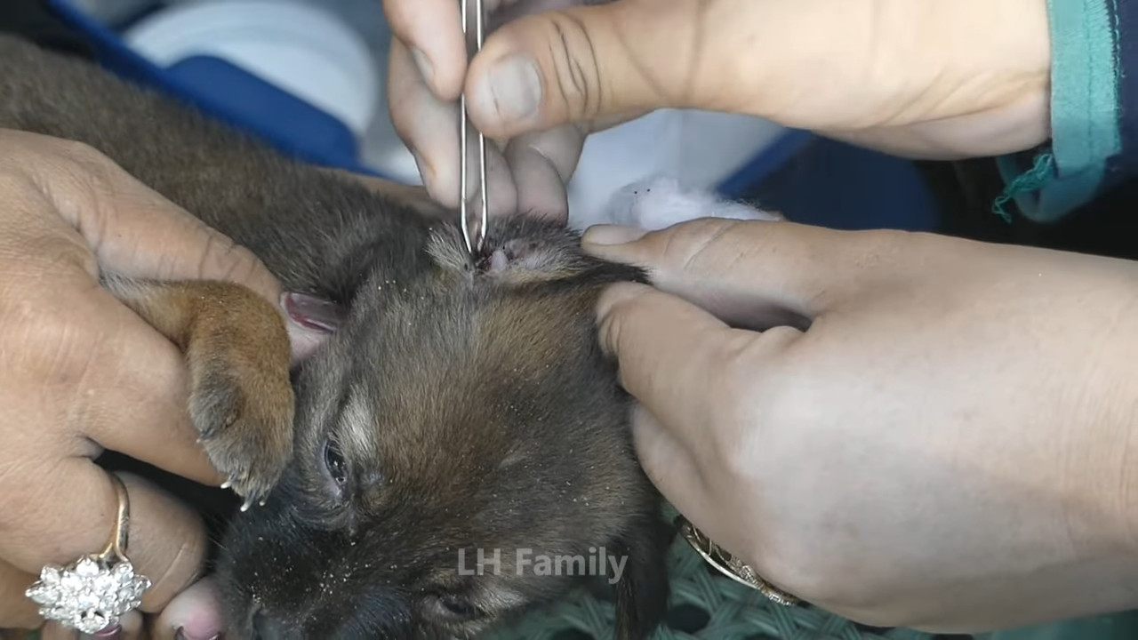 Newborn Puppy Overrun with Ticks Saved Just in Time