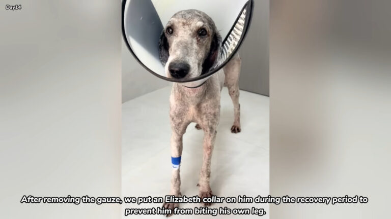 Chained and Forgotten for Four Years, This Dog Stood Motionless Until ...