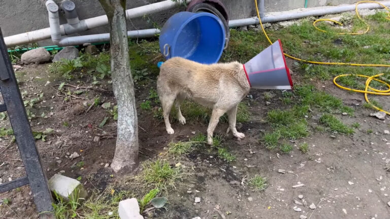 Tail of Torment: Dog's Self-Harm Leads to Rescue and Healing