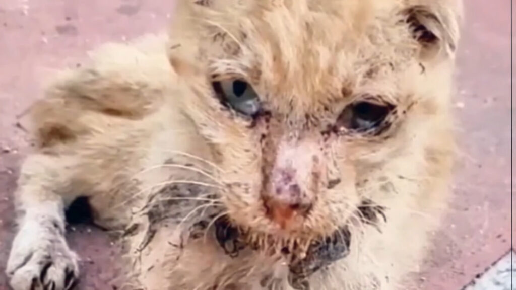 Broken and Begging: Cat's Agonizing Crawl Leads to Rescue