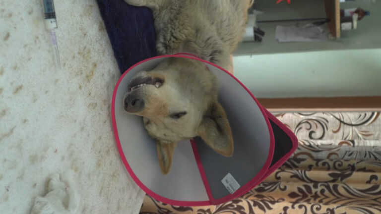 Tail of Torment: Dog's Self-Harm Leads to Rescue and Healing