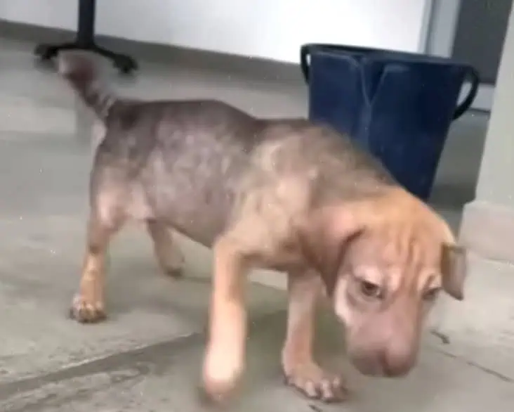 From Despair to Joy: The Incredible Journey of Two Rescued Puppies