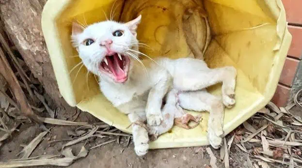 Title: A Mother’s Devotion: Stray Cat Fights to Keep Her Kitten Safe