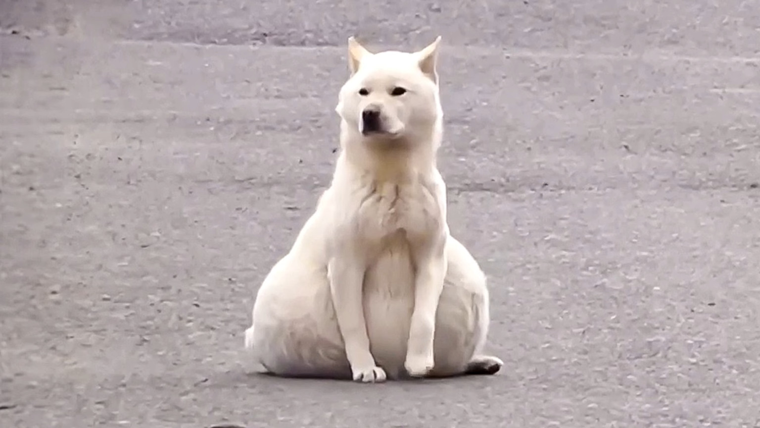 From Desperation to Hope: A Stray Dog's Miraculous Recovery