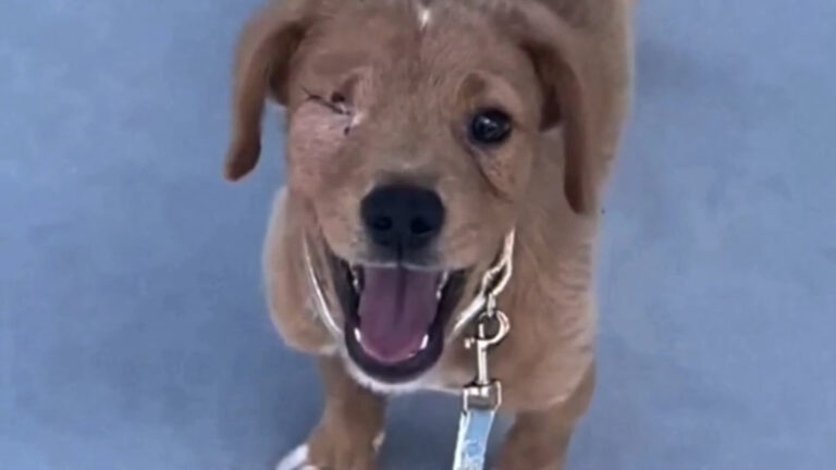 From Tragedy to Triumph: A Puppy’s Journey of Resilience and Hope