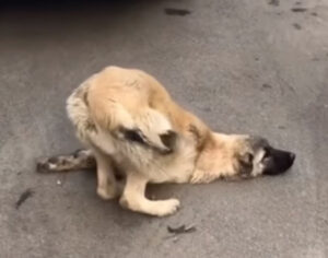 A Whisper of Hope: The Inspiring Journey of a Run-Over Dog