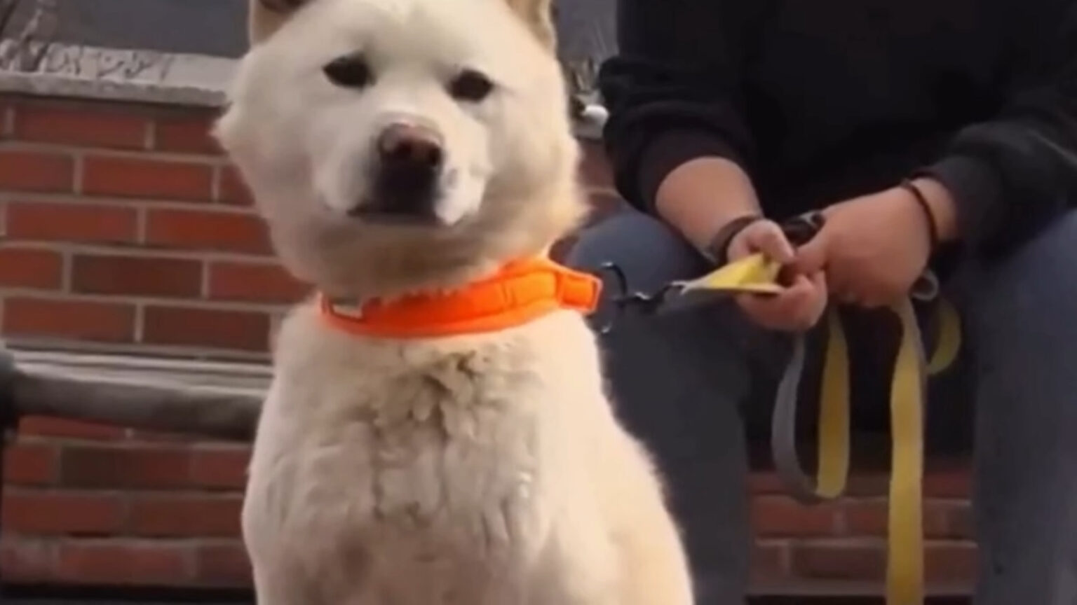 From Desperation to Hope: A Stray Dog's Miraculous Recovery