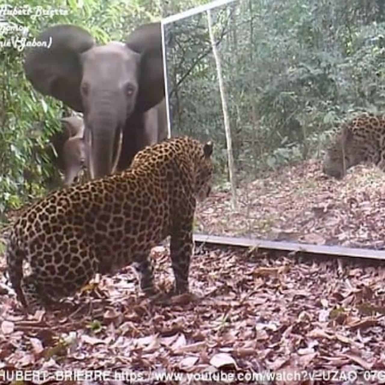 A Leopard's Fascination: The Surprising Discovery of His Reflection