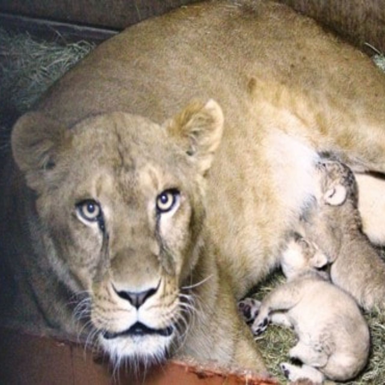 [Video] Four Adorable Lion Cubs Born at Seattle's Woodland Park Zoo