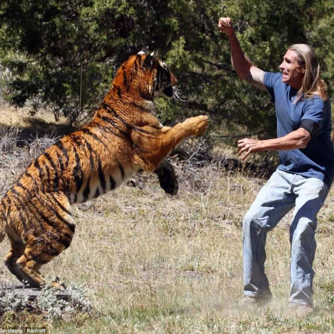 The Incredible Bond Between a Trainer and His Playful Tiger