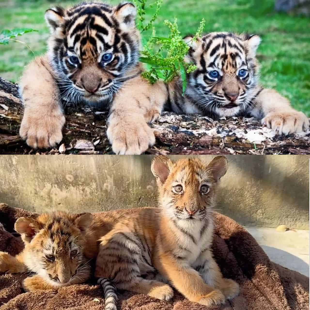 Meet Indrah: The Newest Member of the Tiger Family at Cleveland ...