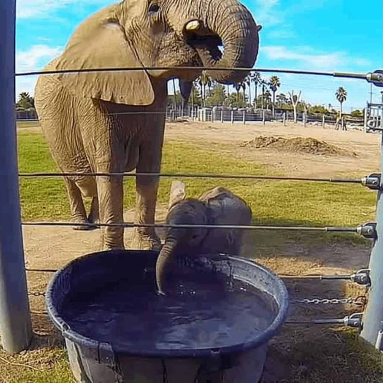 [Video] A Playful Lesson: Baby Elephant Learns to Blow Bubbles with Mom