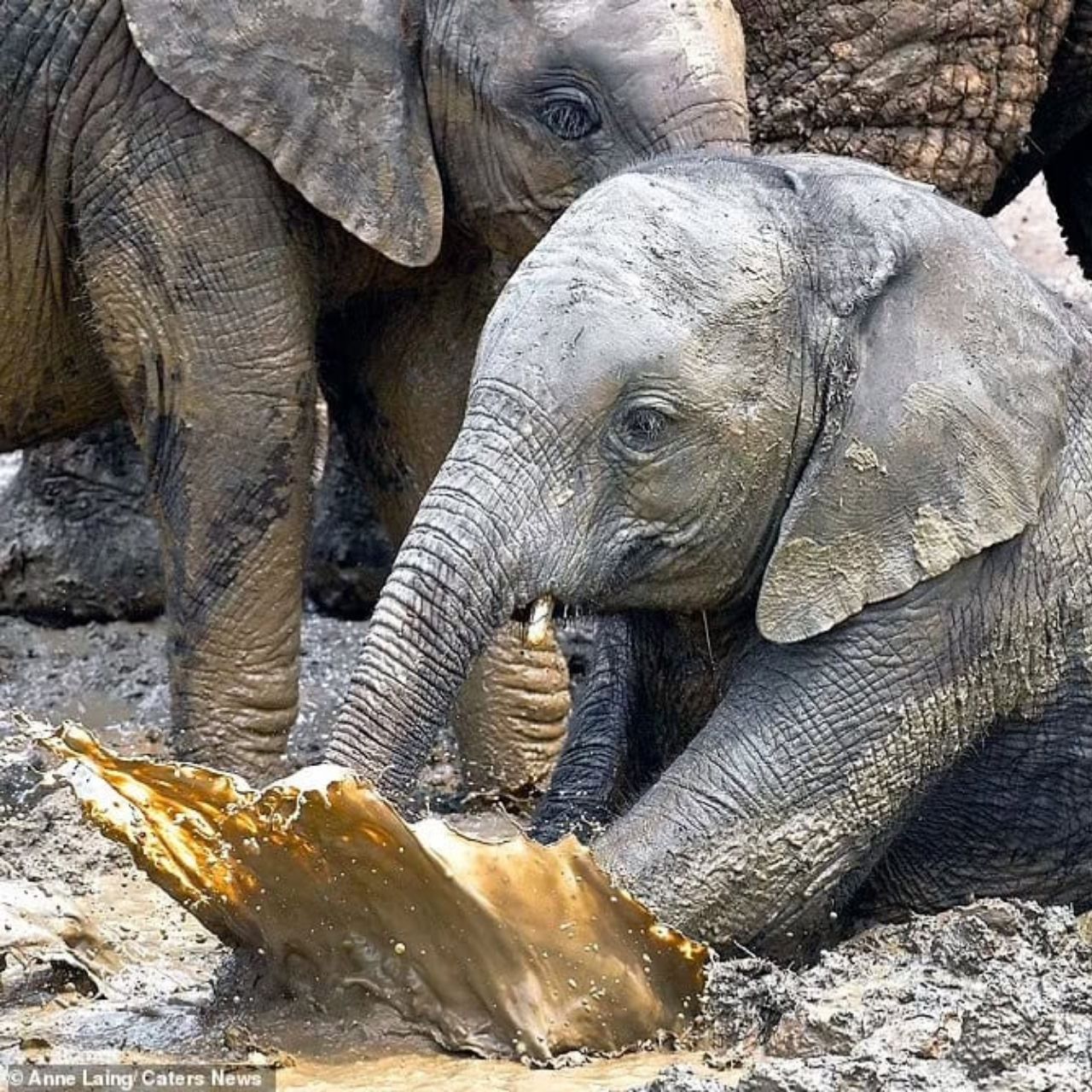 Playful Moments of Baby Elephants in Addo Park