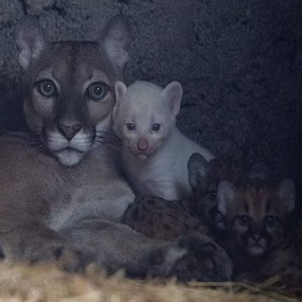 Rare Albino Puma Cub Born at Thomas Belt Zoo in Nicaragua