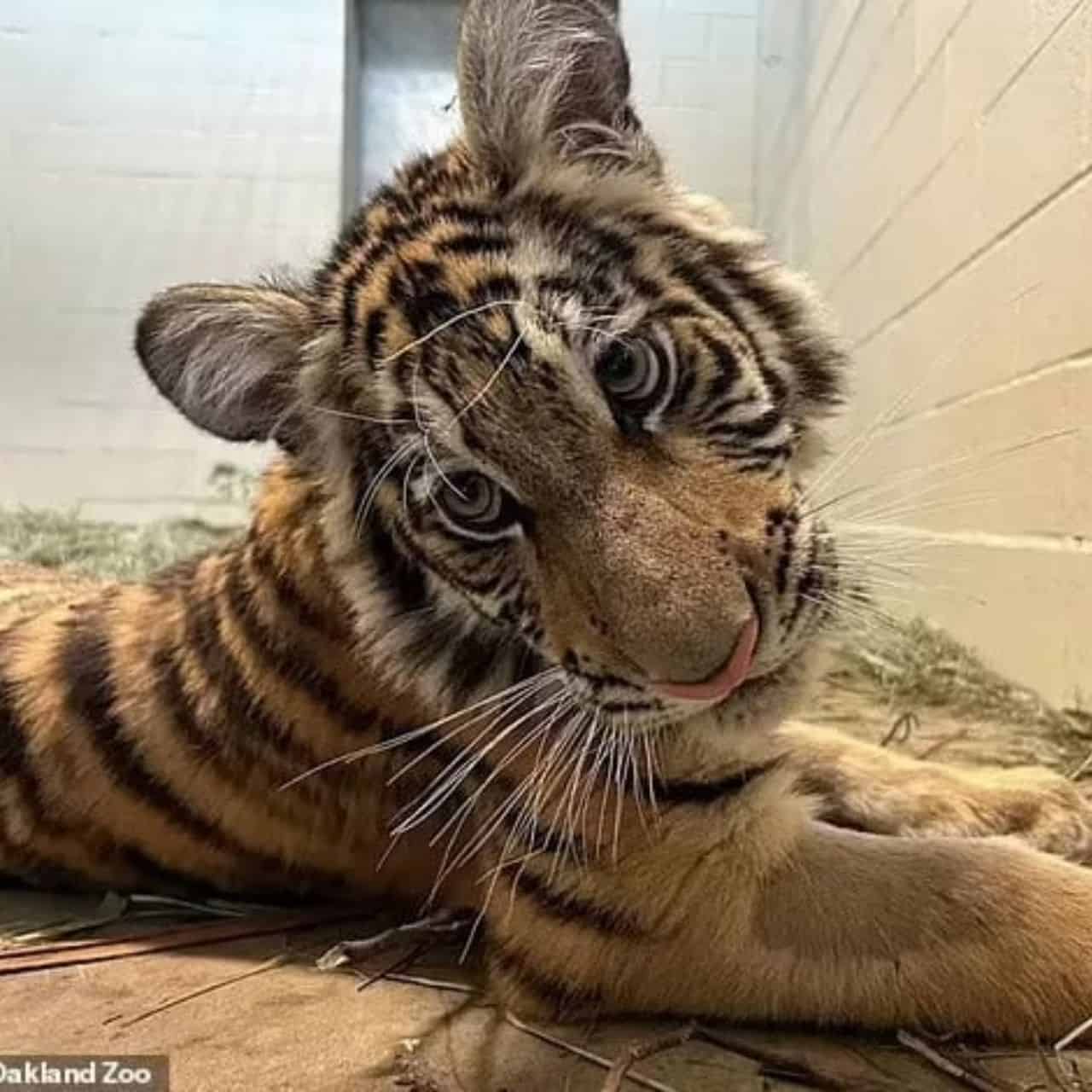 Allegations Surface as Rescued Tiger Cub Finds a New Home