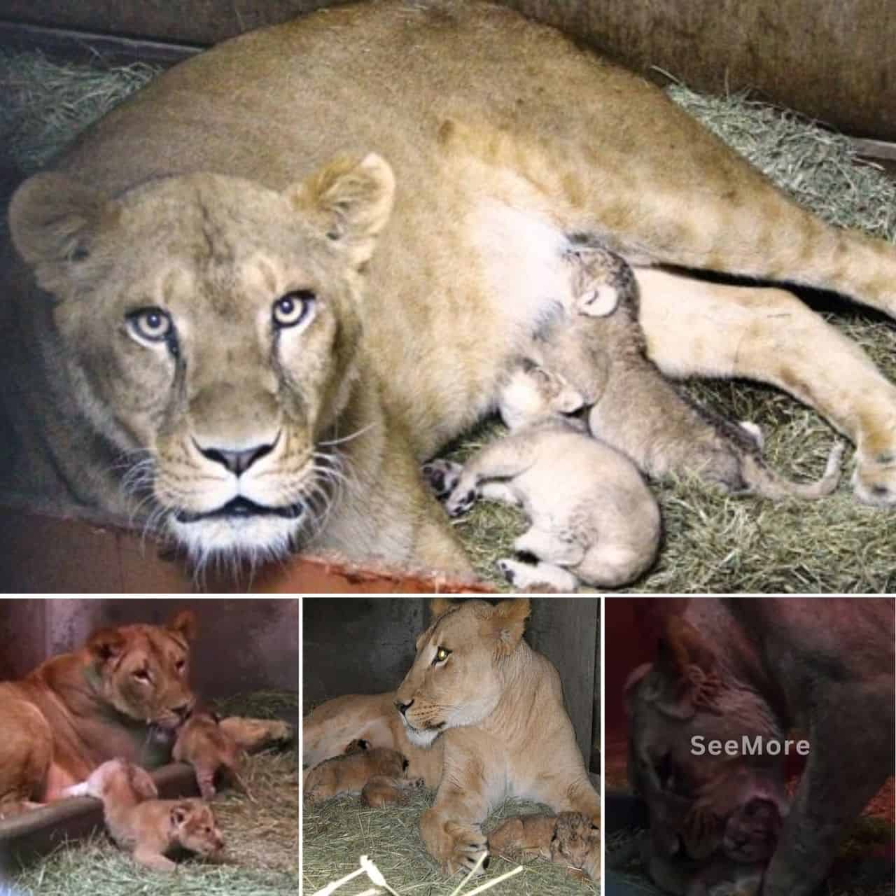 [Video] Four Adorable Lion Cubs Born at Seattle's Woodland Park Zoo