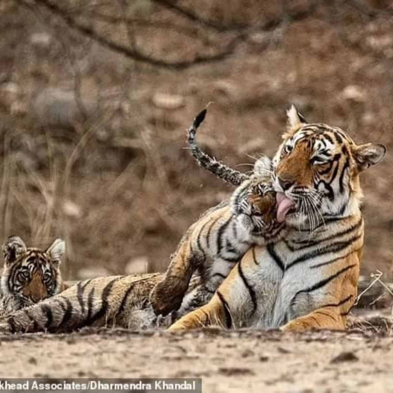 Discover the Enchantment of Ranthambhore National Park: A Tiger's Tale
