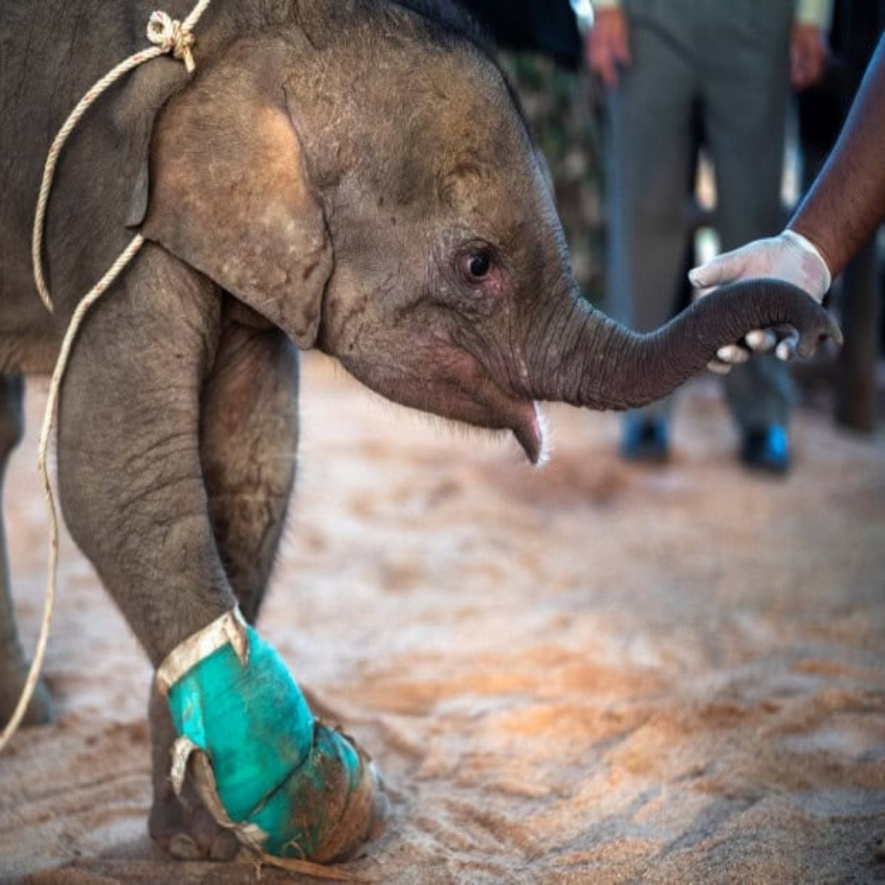 The Inspiring Journey of Fahsai: A Baby Elephant's Road to Recovery