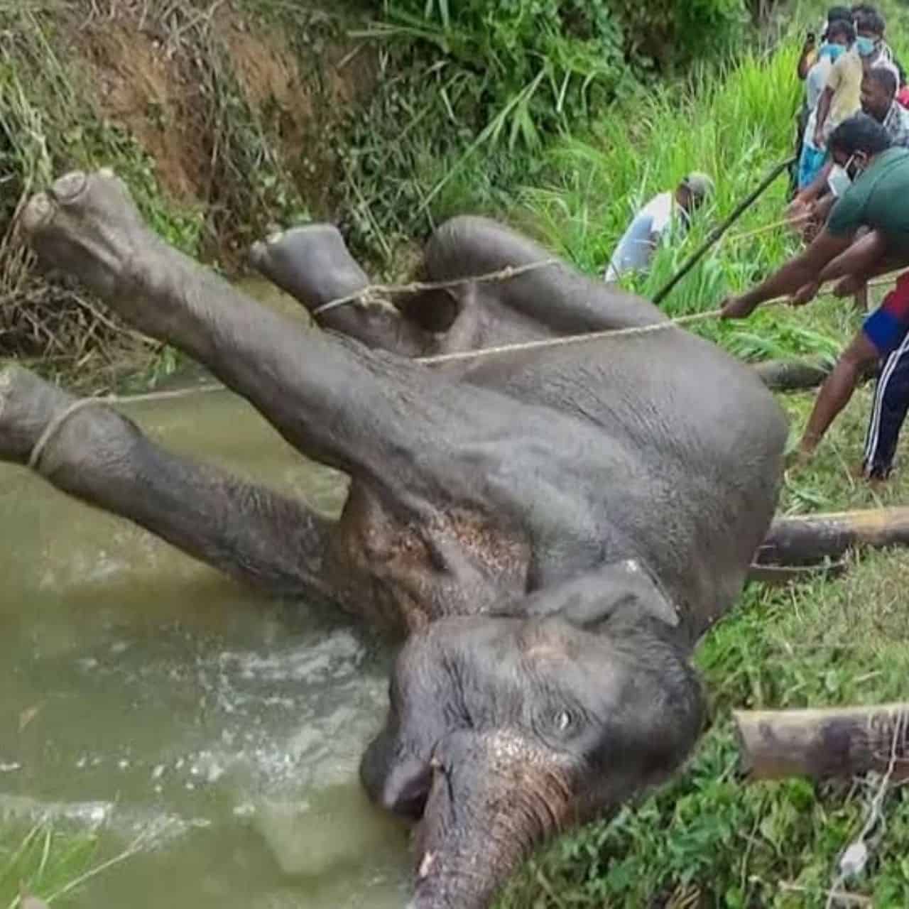 [Video] Village Unites to Rescue Poisoned Elephant