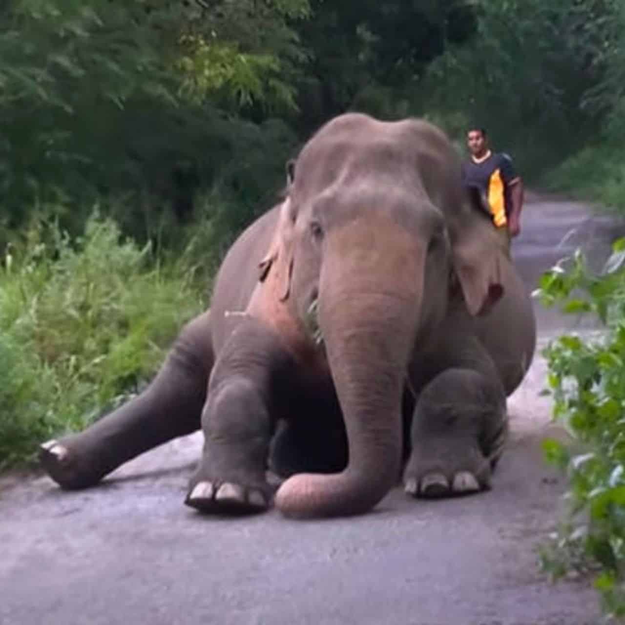 [Video] A Heartwarming Journey: Villagers Unite to Help an Elephant ...