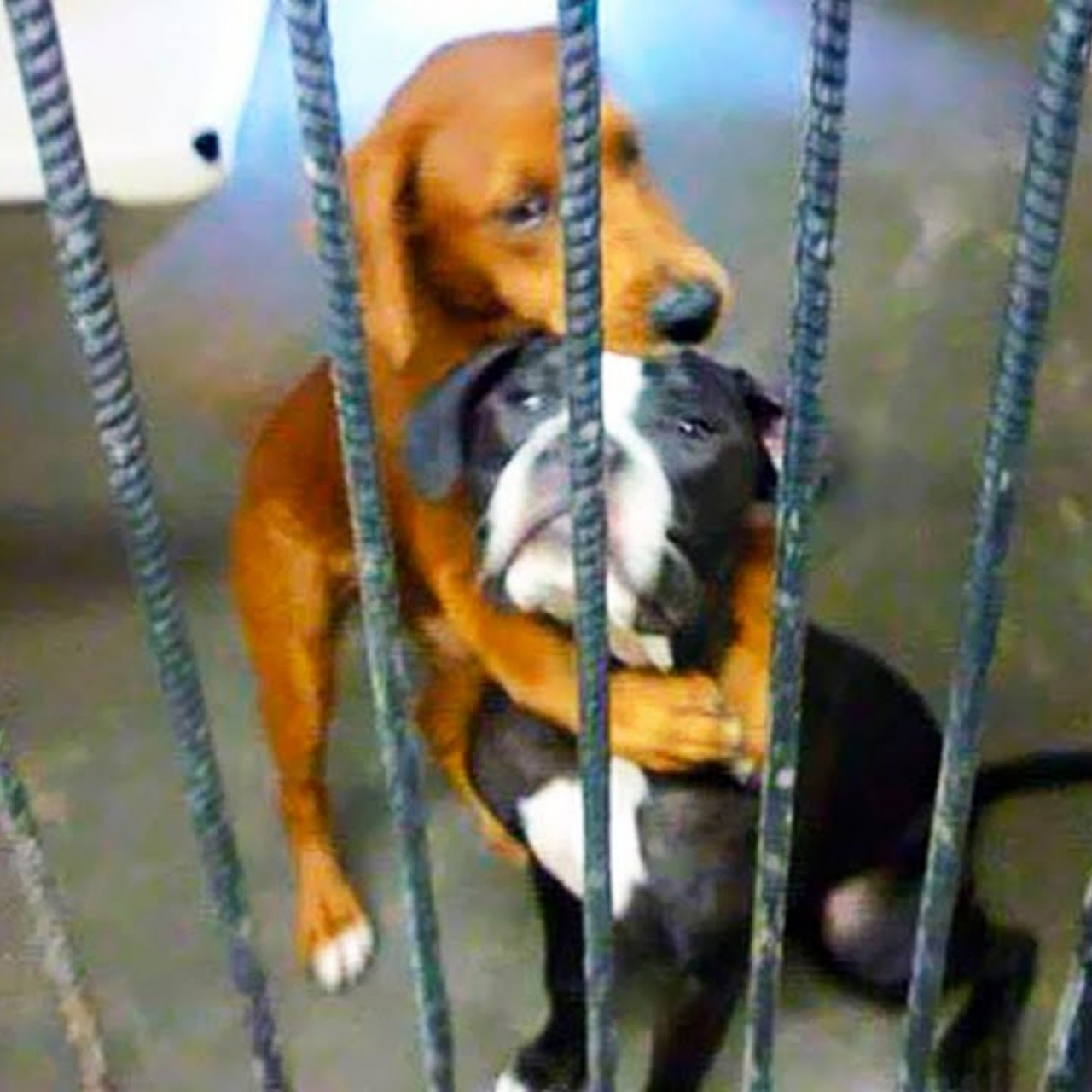 A Final Embrace Saved Their Lives: Viral Photo Gives Two Shelter Dogs a ...