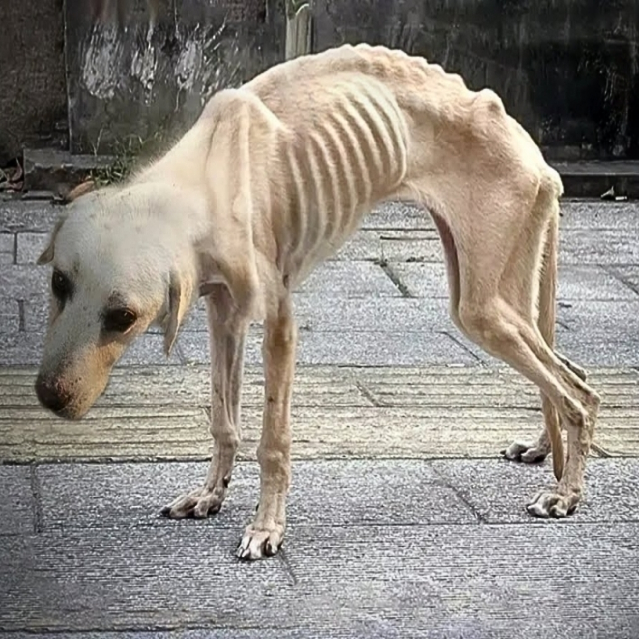 Abandoned Labrador, Starved and Forgotten, Finds Hope After Dramatic Rescue
