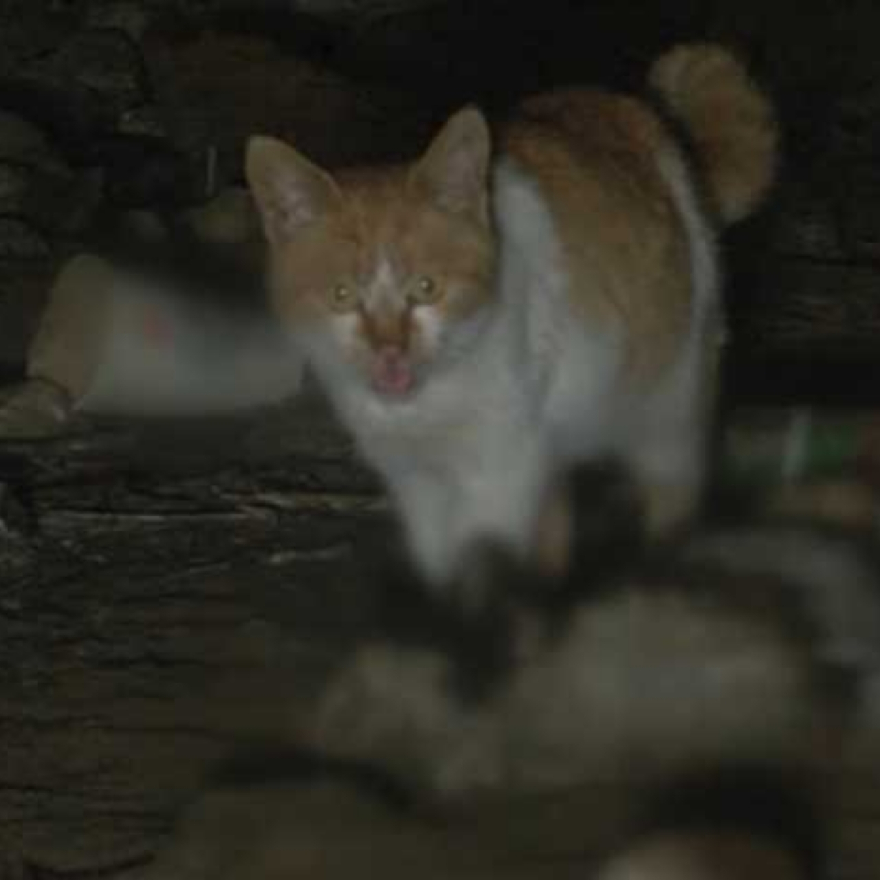 Cat Refuses to Leave Deceased Companion, Showing How Deeply Animals ...