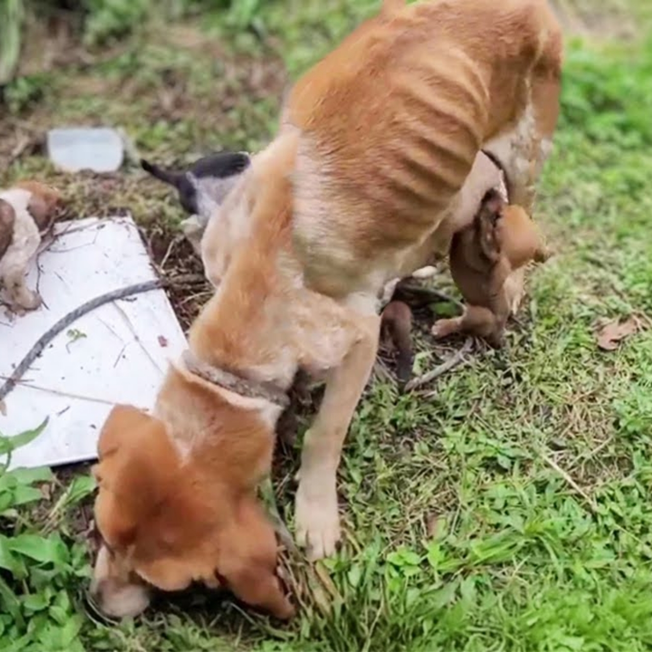 Chained and Starving, a Mother Dog Ate Grass to Feed Her Puppies—Now She’s Free