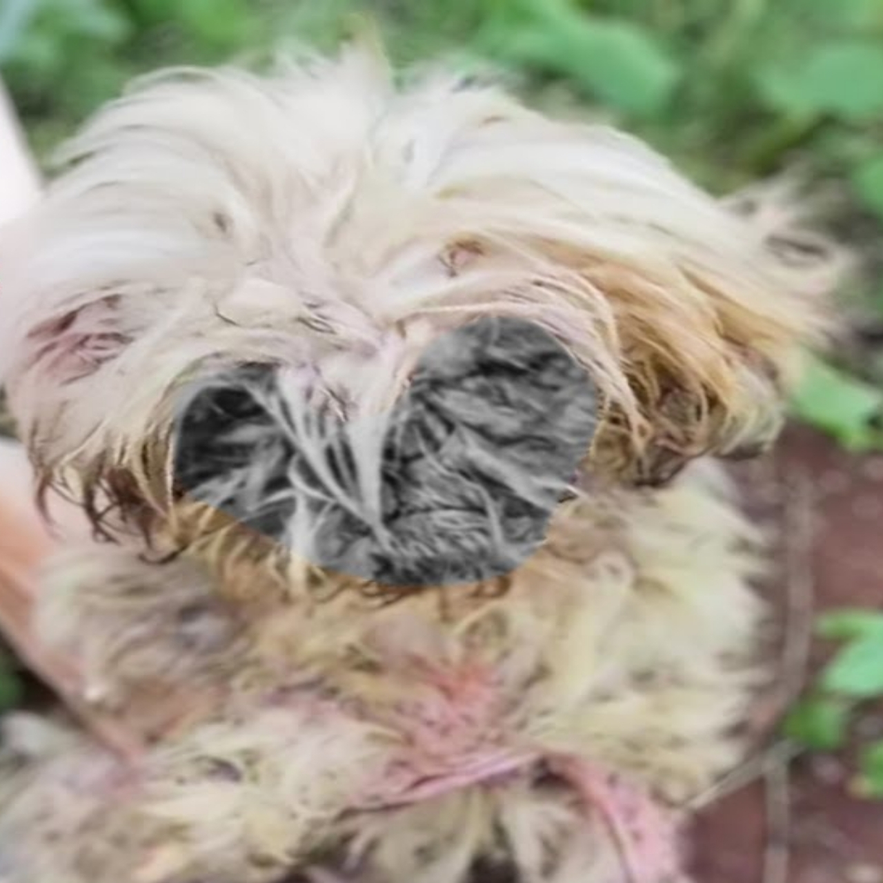 Left to Die, Old Dog Wept as Maggots Consumed His Body