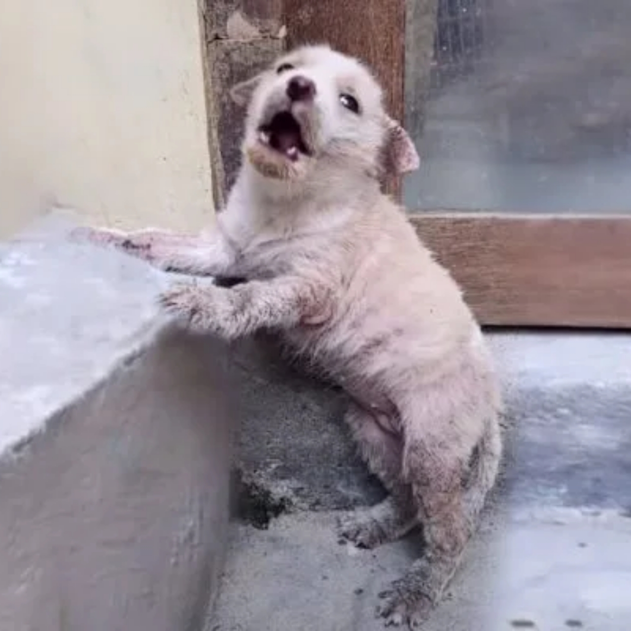 Ignored and Exhausted, Tiny Puppy Cries Out for Help Until She Can’t ...