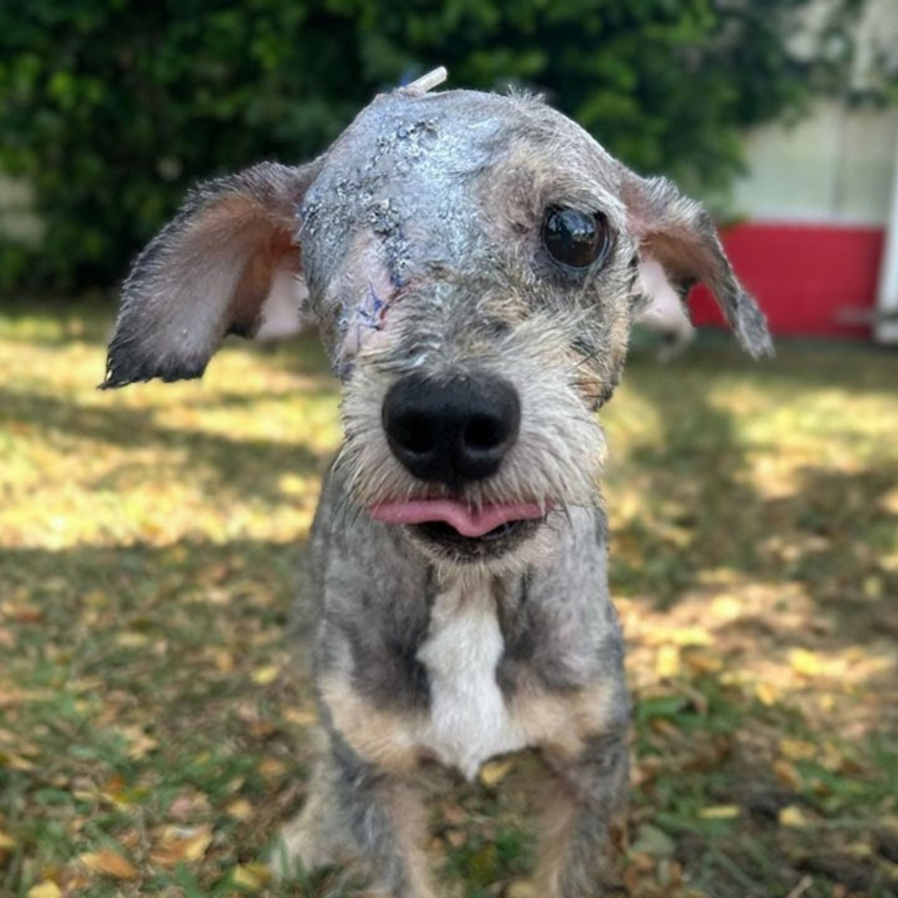 One-Eyed and Fainting, He Begged for Help—But No One Stopped