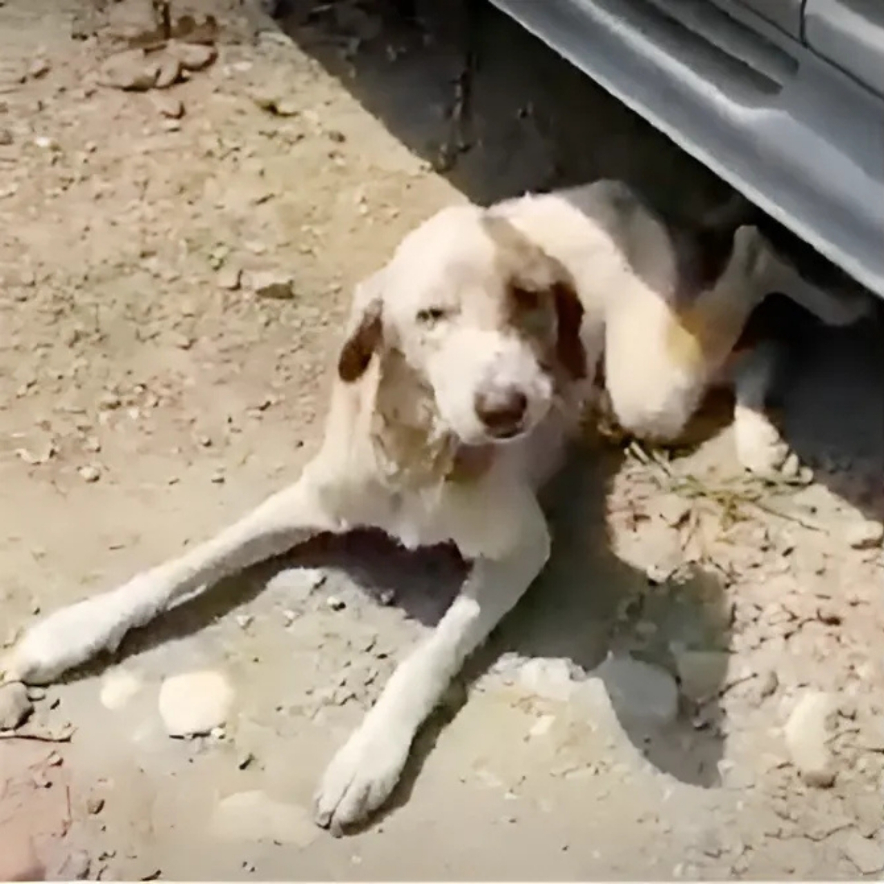Rejected for His Smell, This Stray Dog Found Love in the Most Unexpected Place