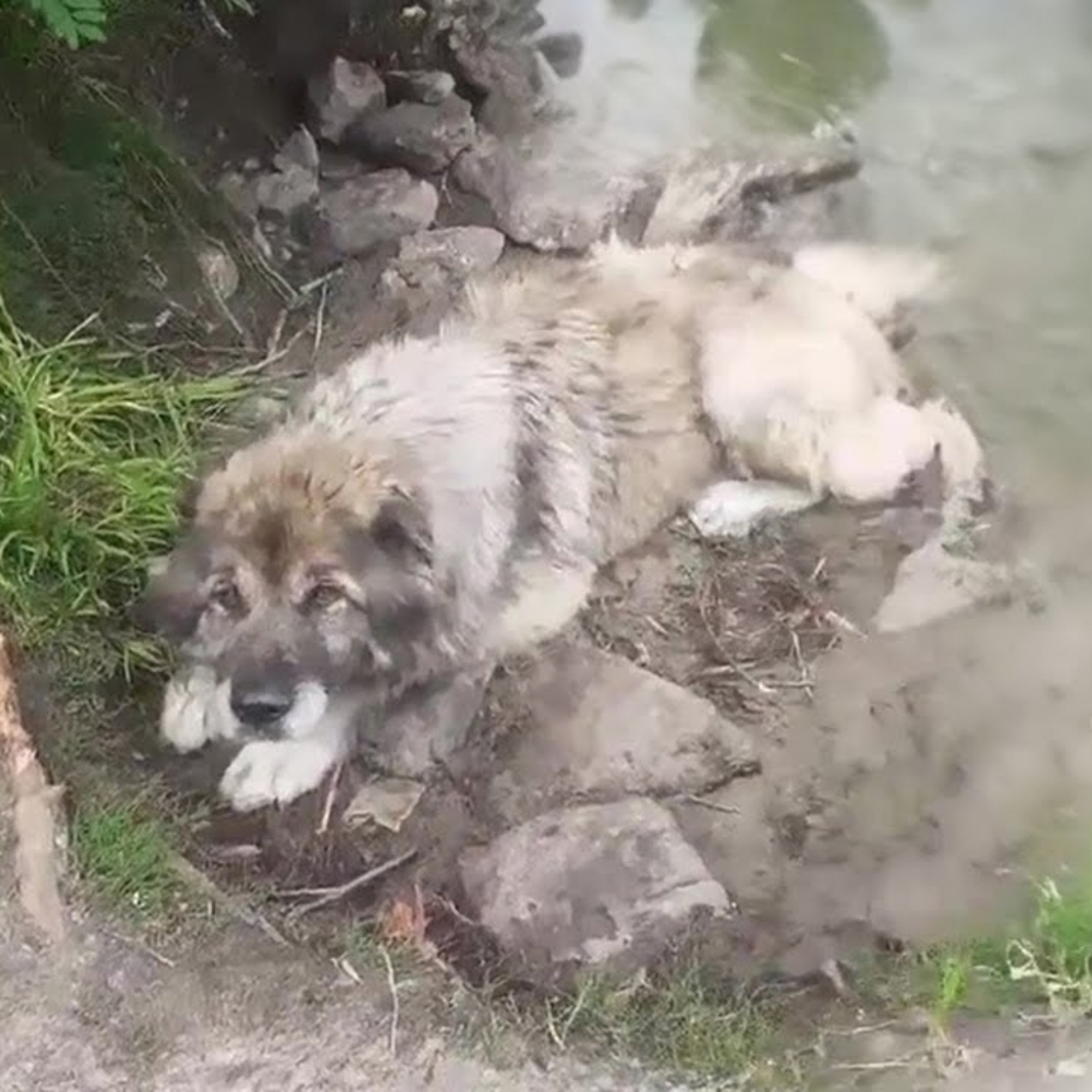 Abandoned by the River, Yara Begged for Her Owner’s Return—But Love ...