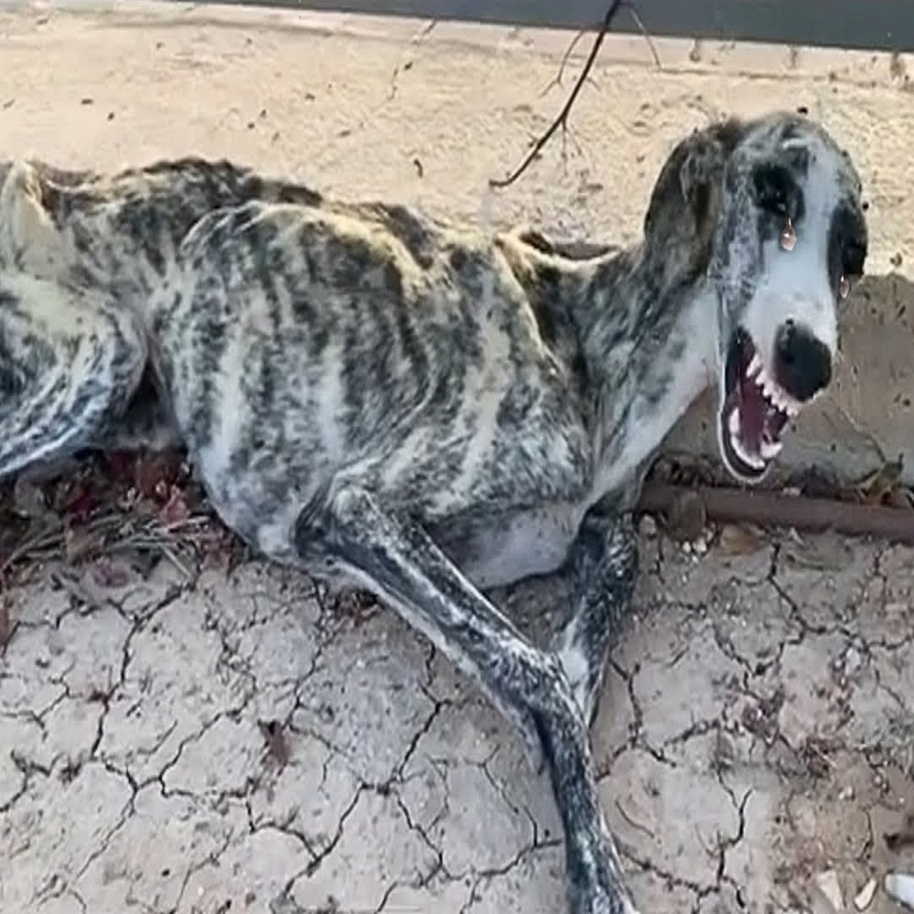 Starving Dog, Reduced to Skin and Bones, Cries in Relief When Rescuers ...