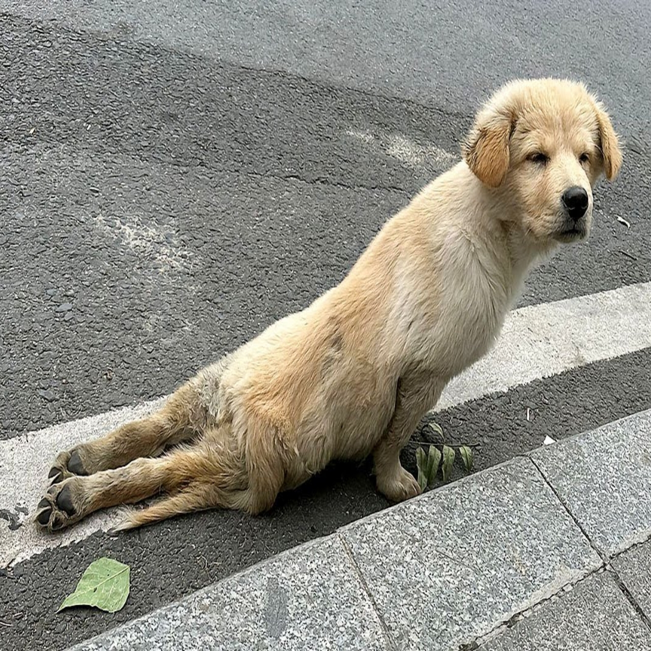 A Broken Leg and a Brave Heart: The Dog Who Sought Help