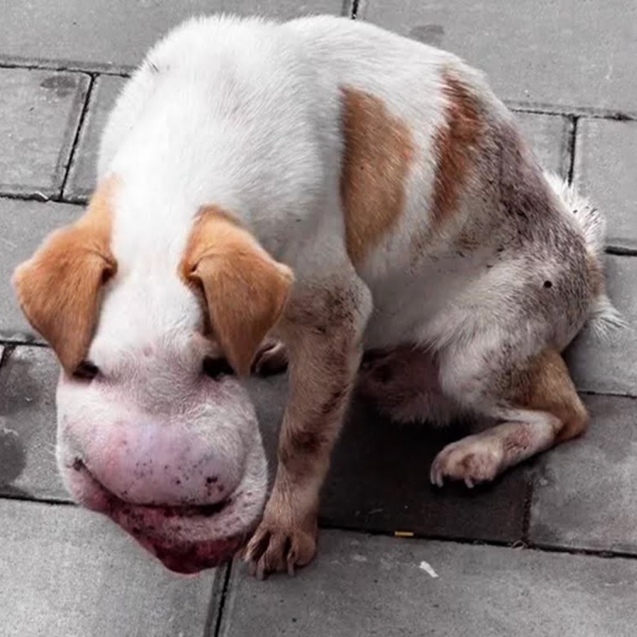 Silent Plea: Stray Dog’s Struggle and a Life-Changing Act of Kindness