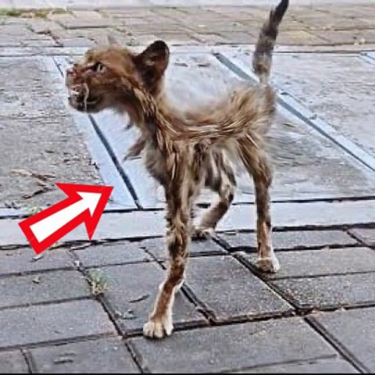 Too Weak to Chew, He Was Left to Die—Until Kindness Saved Him