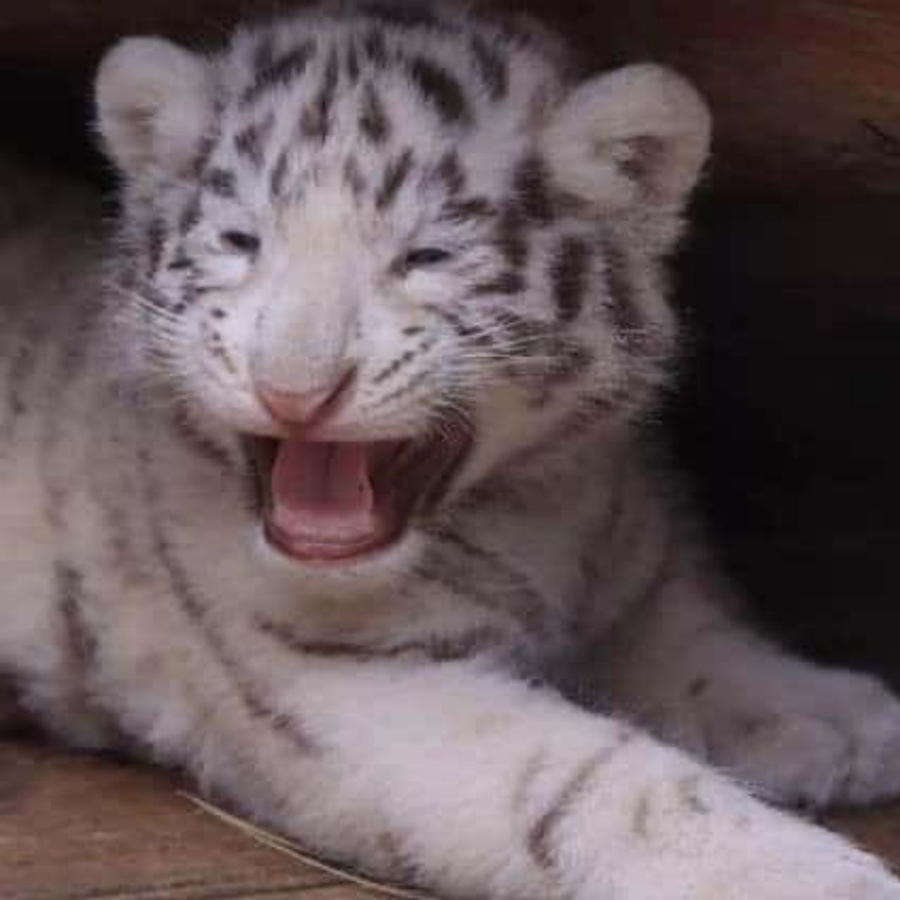 Meet the Adorable White Tiger Triplets Debuting at Yunnan Wildlife Park