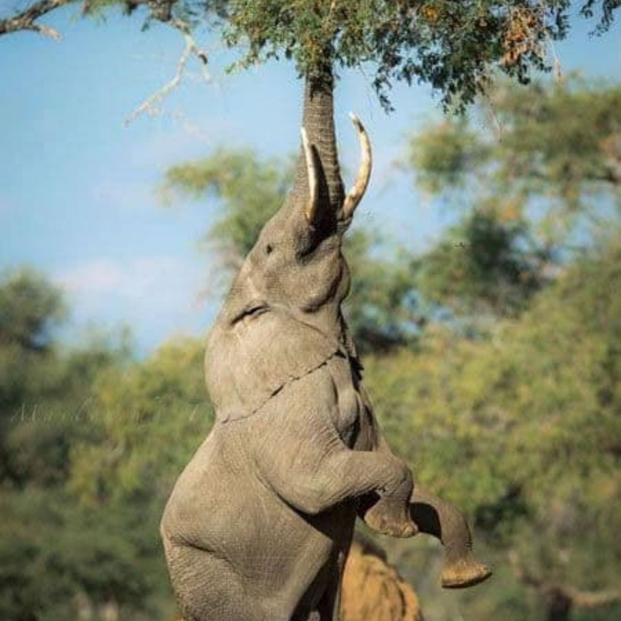 Elephants Display Stunning Agility in Search of Food