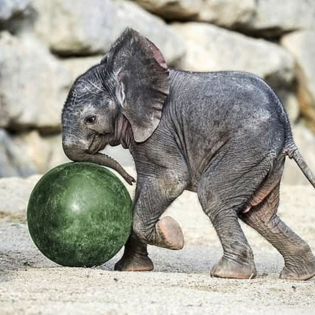 Discovering Elephant Communication: A Study of Baby Kibali at Vienna Zoo