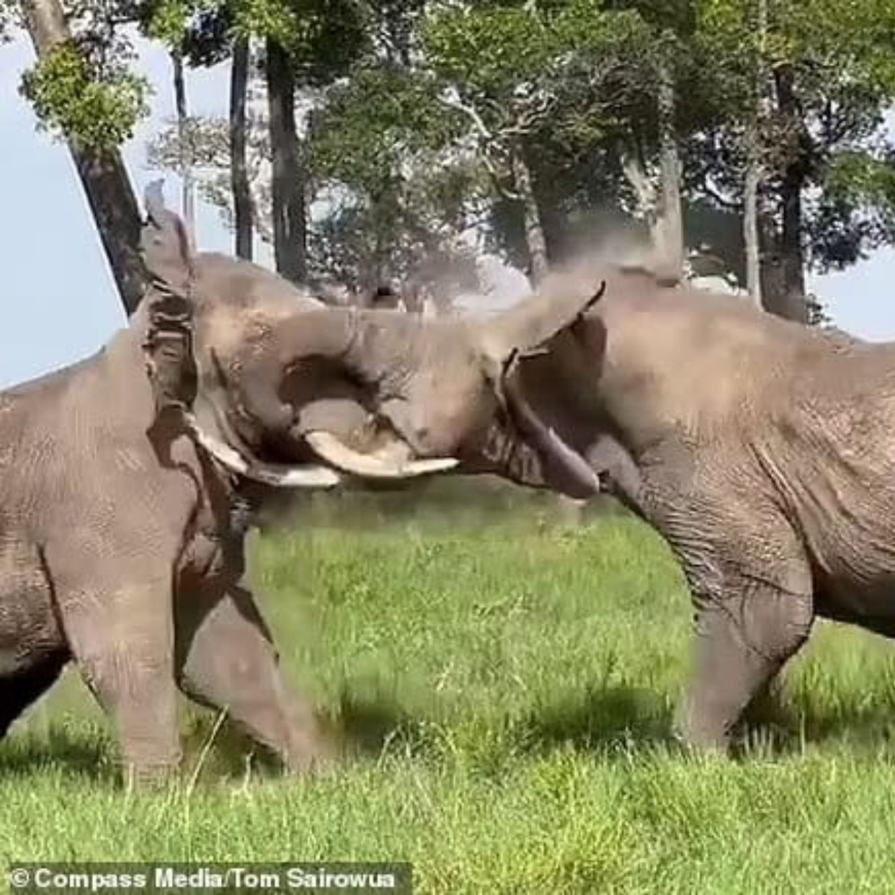 Epic Showdown: Bull Elephants Clash in Maasai Mara
