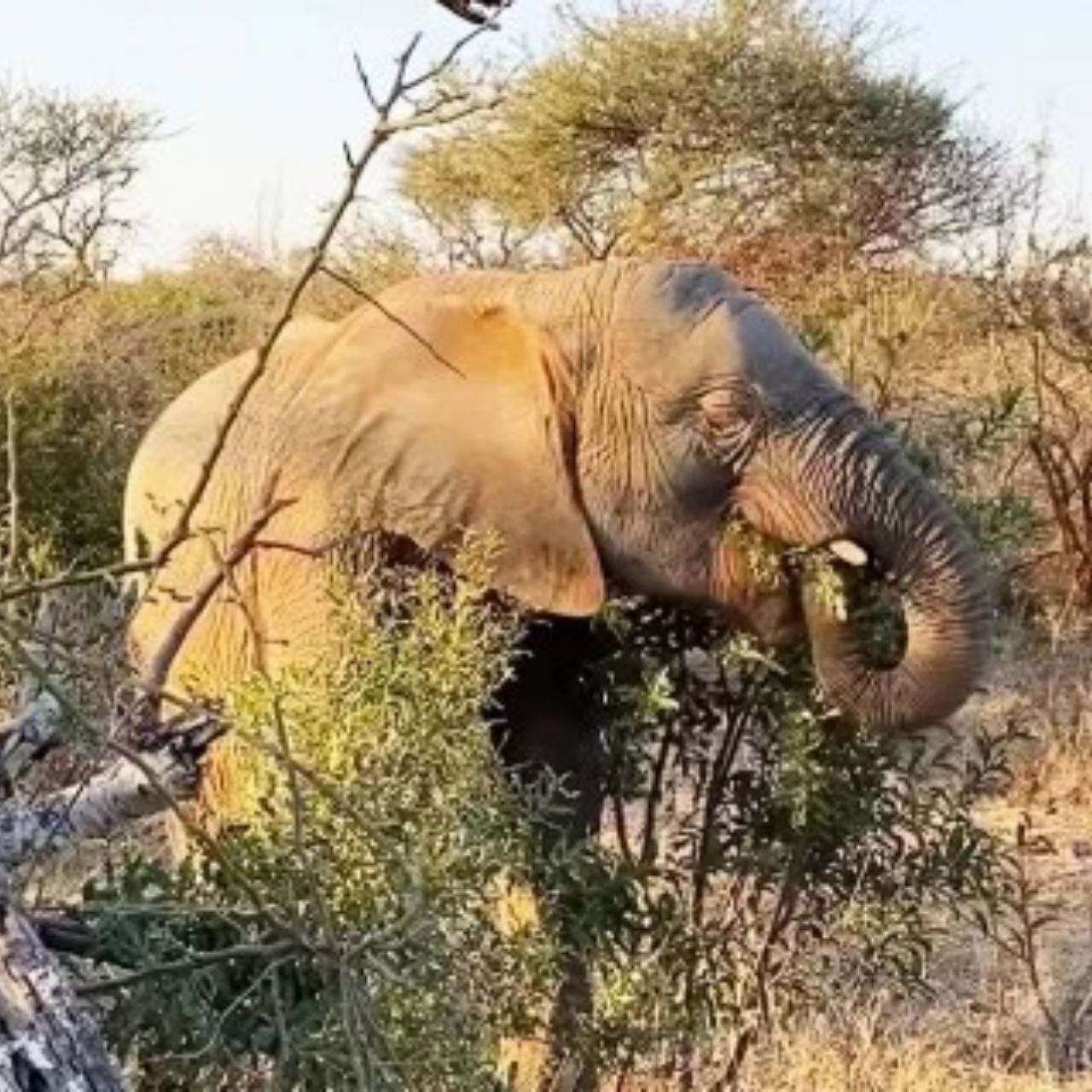 Discover the Majestic Lives of Elephants in the Wild