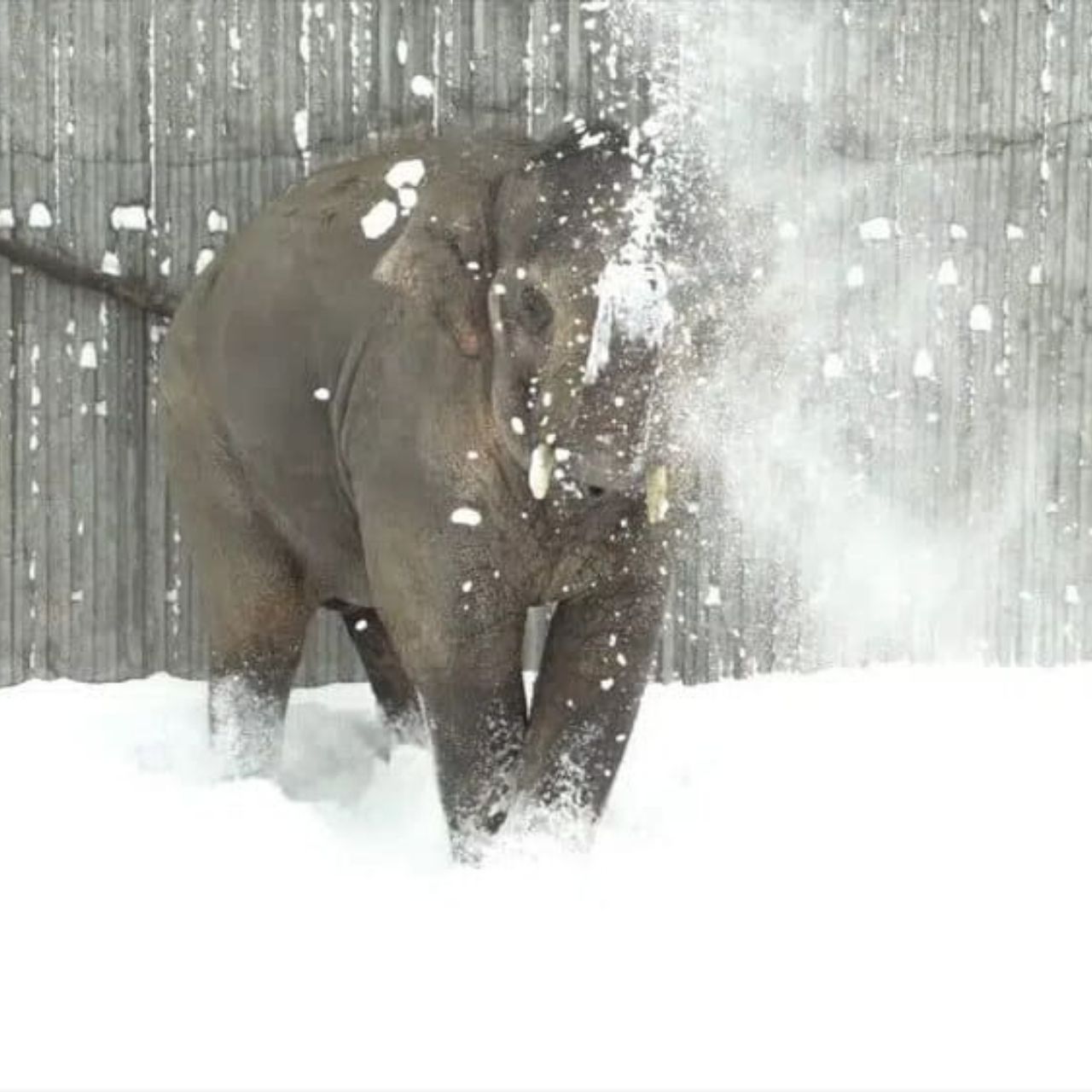 Elephants Discover Snow for the First Time at Oregon Zoo