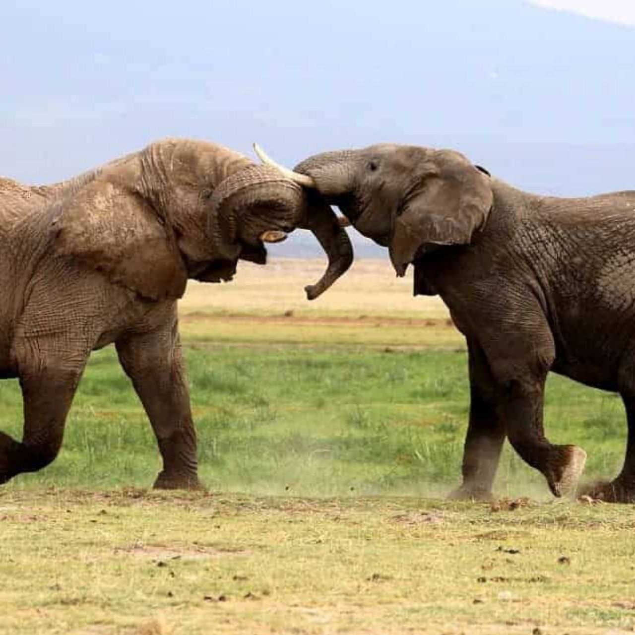 Epic Showdown: Elephants Battle for Dominance in Amboseli National Park